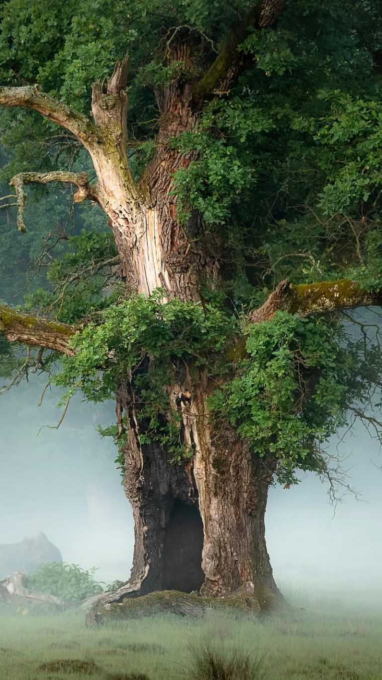 Desktop Old Tree Wallpaper | WhatsPaper